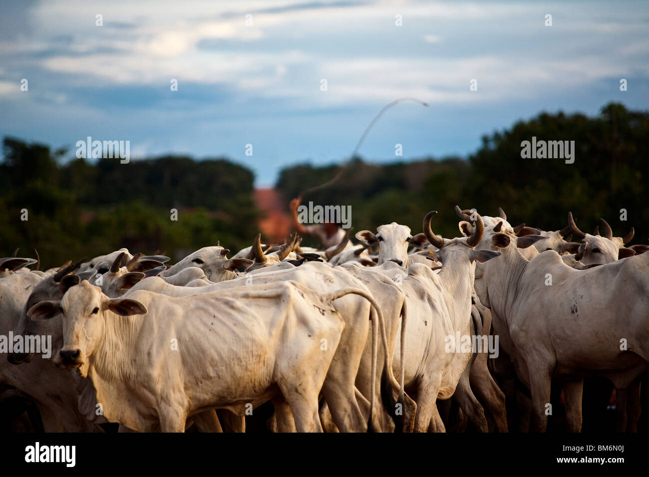 Cattle breeding brasil hi-res stock photography and images - Alamy