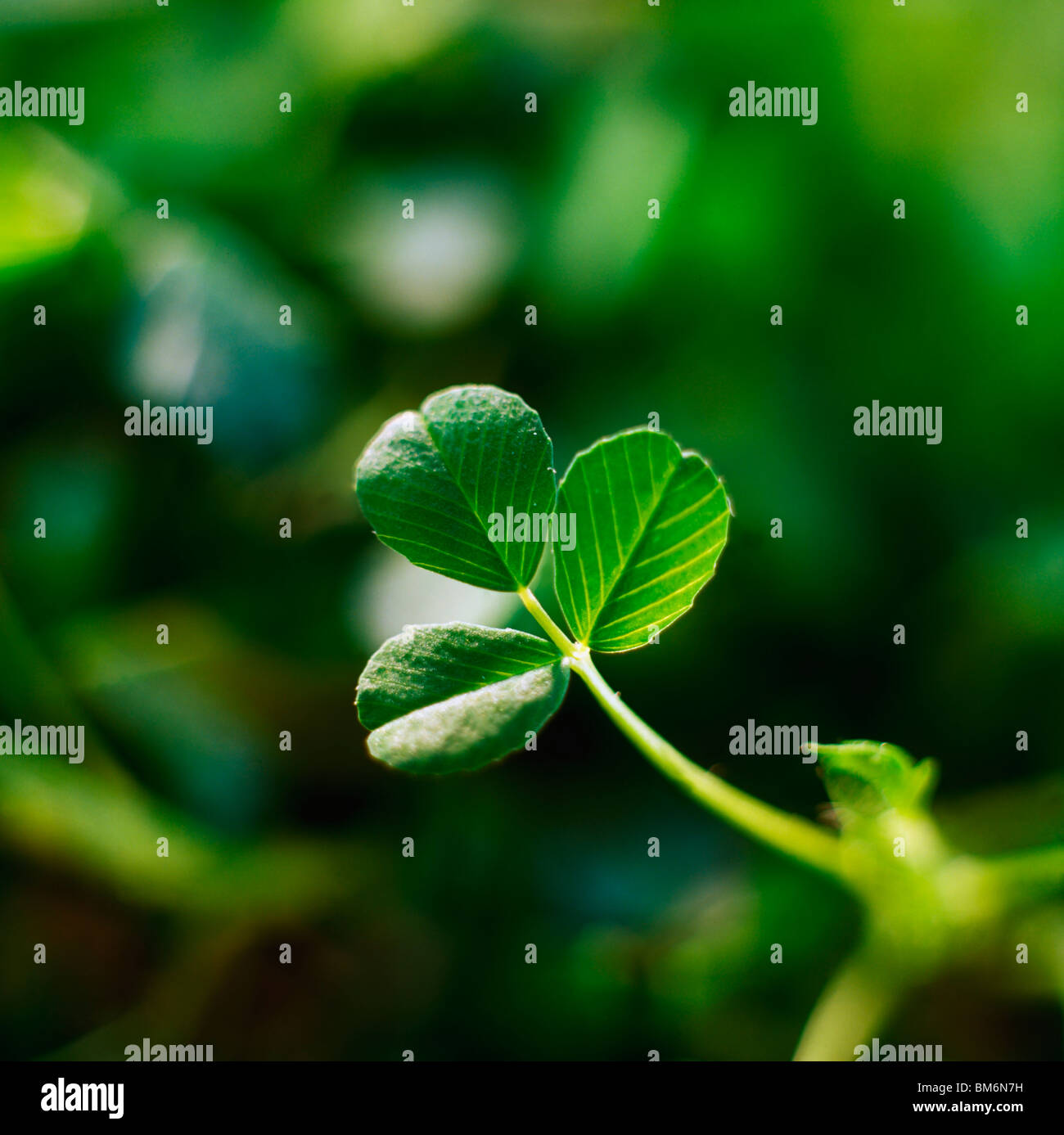 Single Leaf Of Shamrock Stock Photo - Alamy