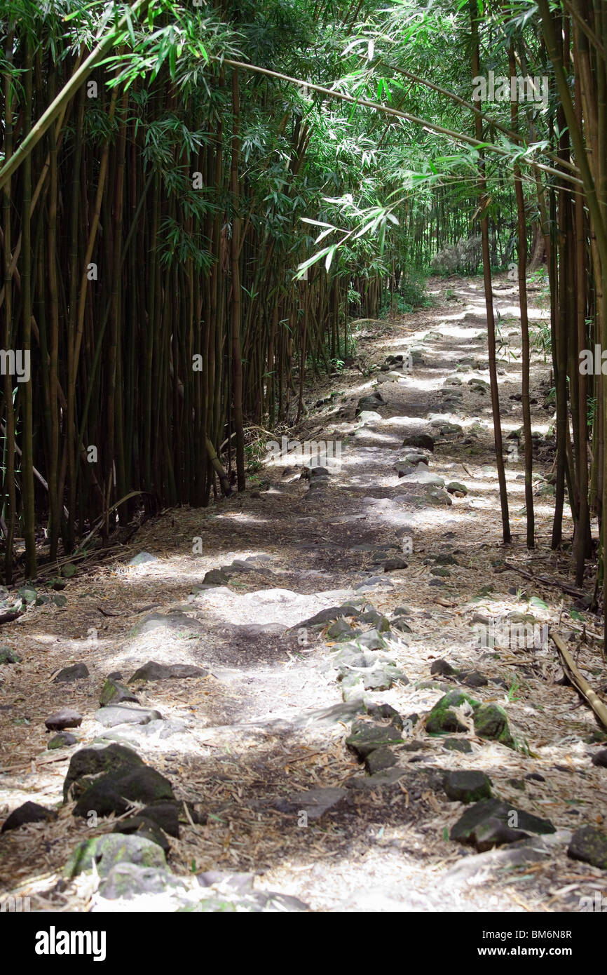 Hiking trail through bamboo hi-res stock photography and images - Alamy
