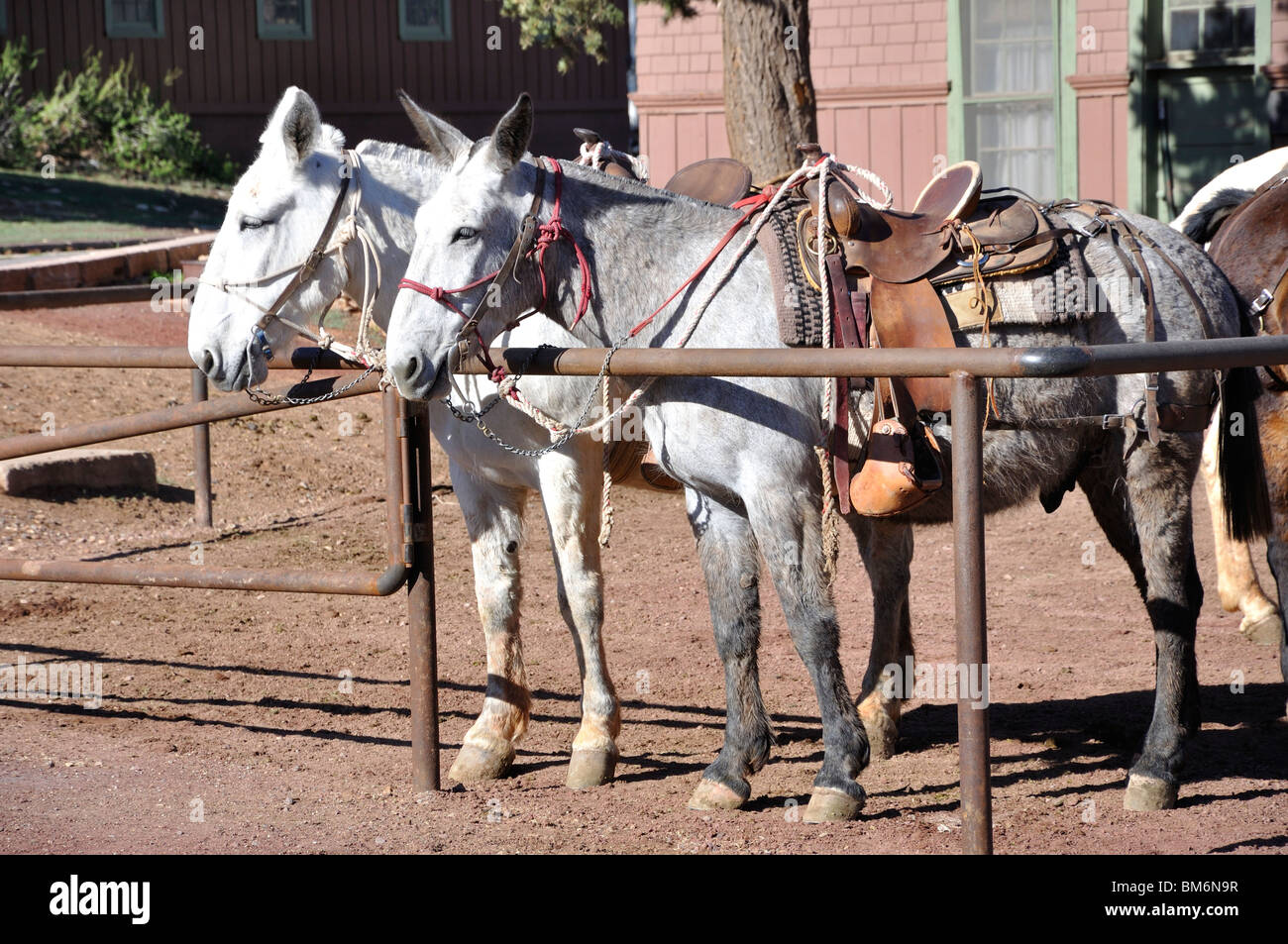 Mules mule hi-res stock photography and images - Alamy