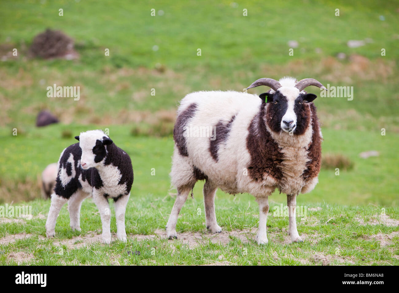 Jacobs Sheep High Resolution Stock Photography and Images - Alamy