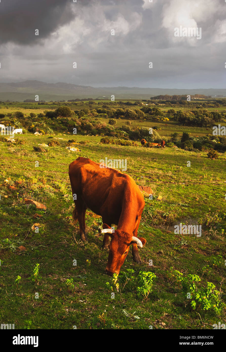 Cows tarifa cadiz andalusia spain hi-res stock photography and images ...