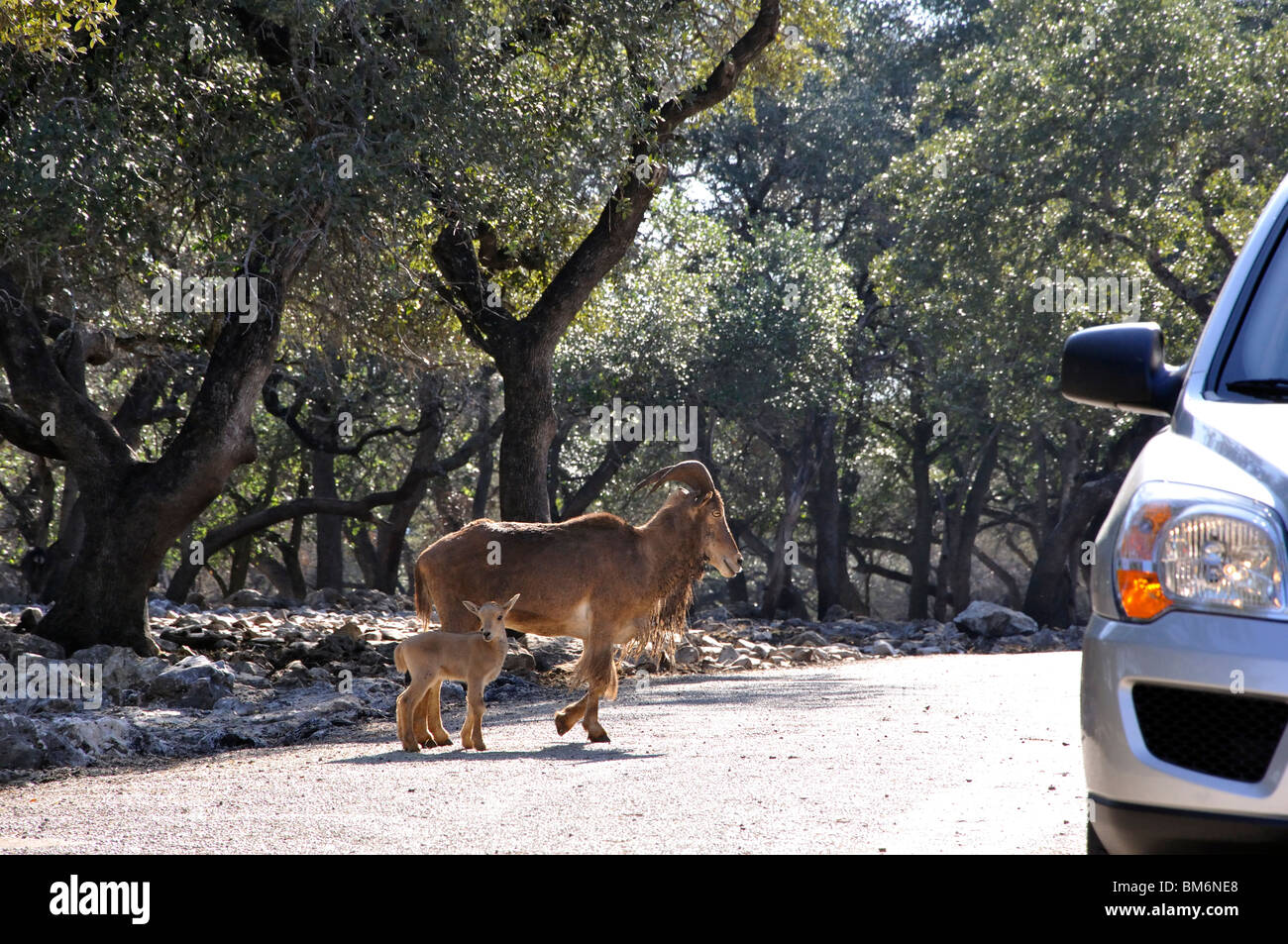 African Safari at Wildlife Ranch, Texas Hill Country, USA Stock Photo ...