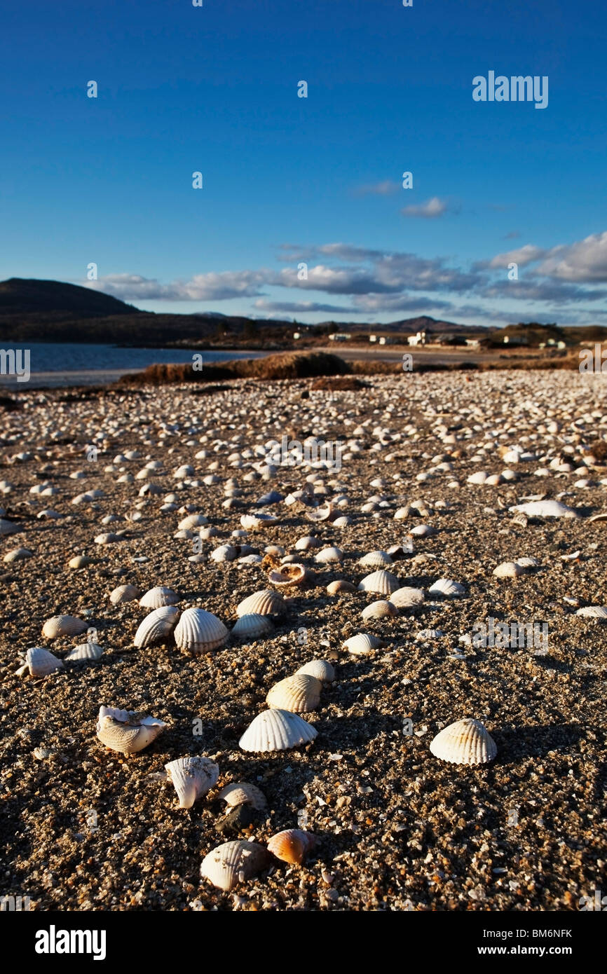 Dumfries, Scotland; Shells On The Sand Along The Shore Stock Photo - Alamy