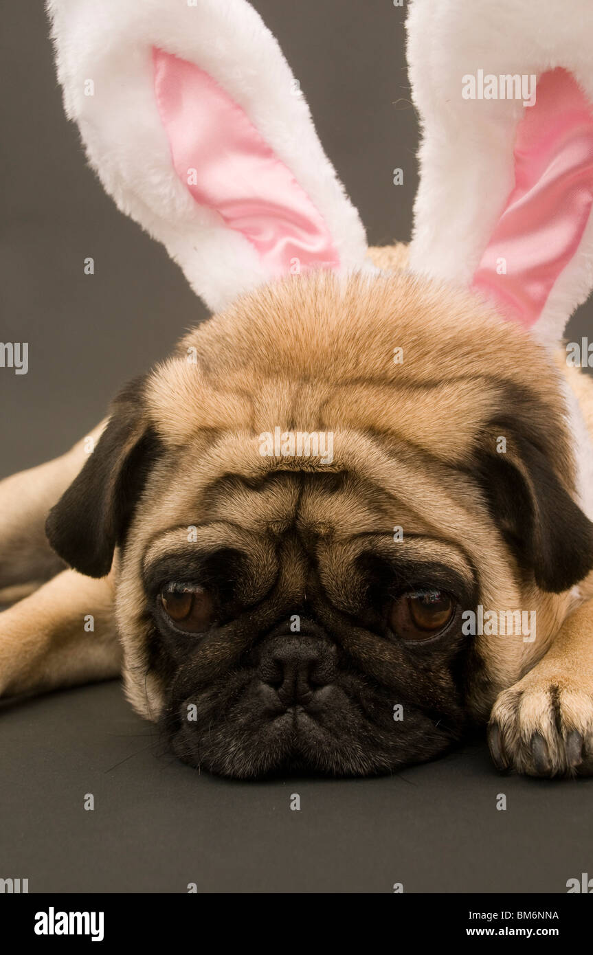 Cute Bunny Pug Stock Photo - Alamy
