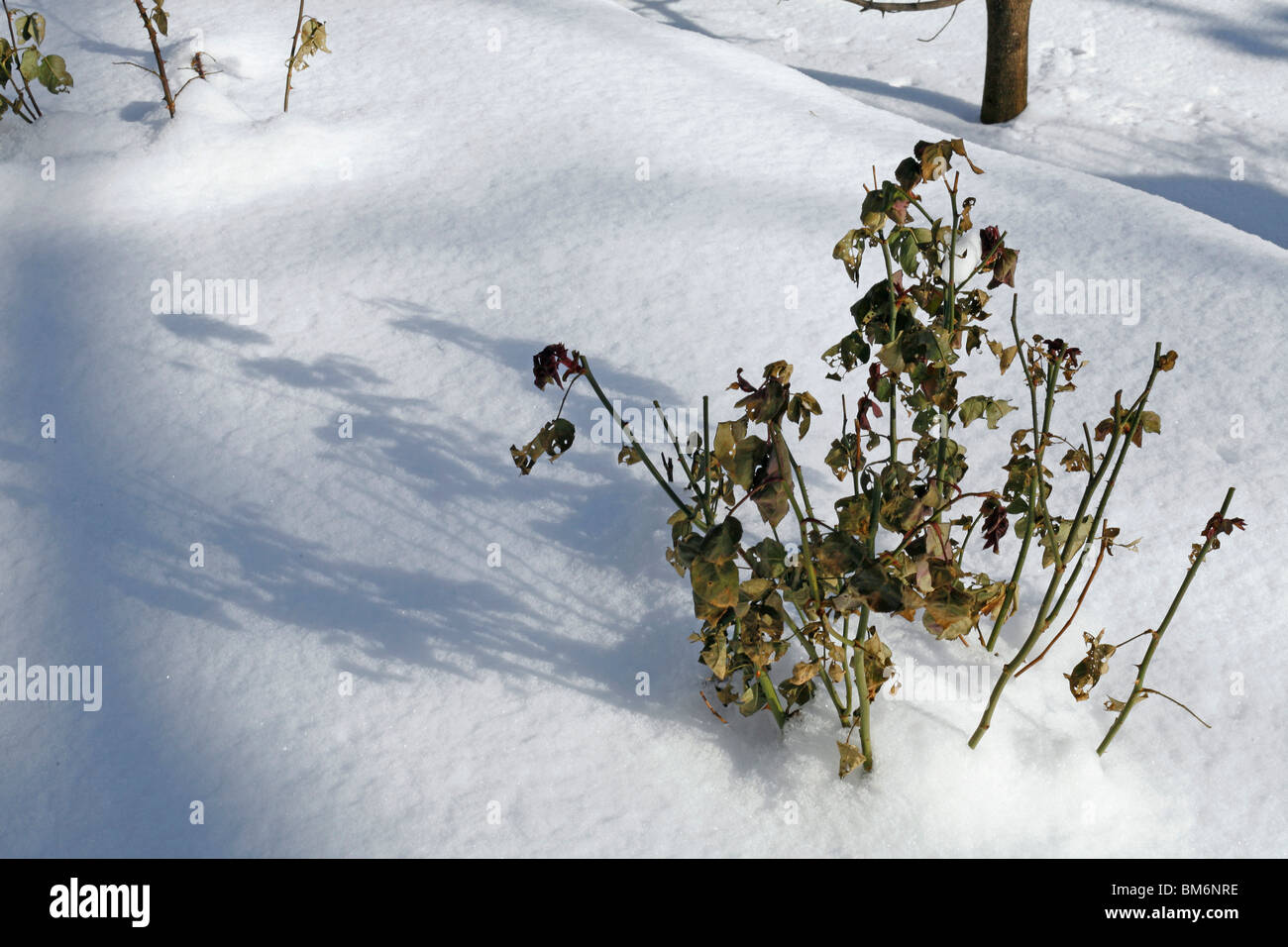 Plants Covered In Snow Stock Photo - Alamy