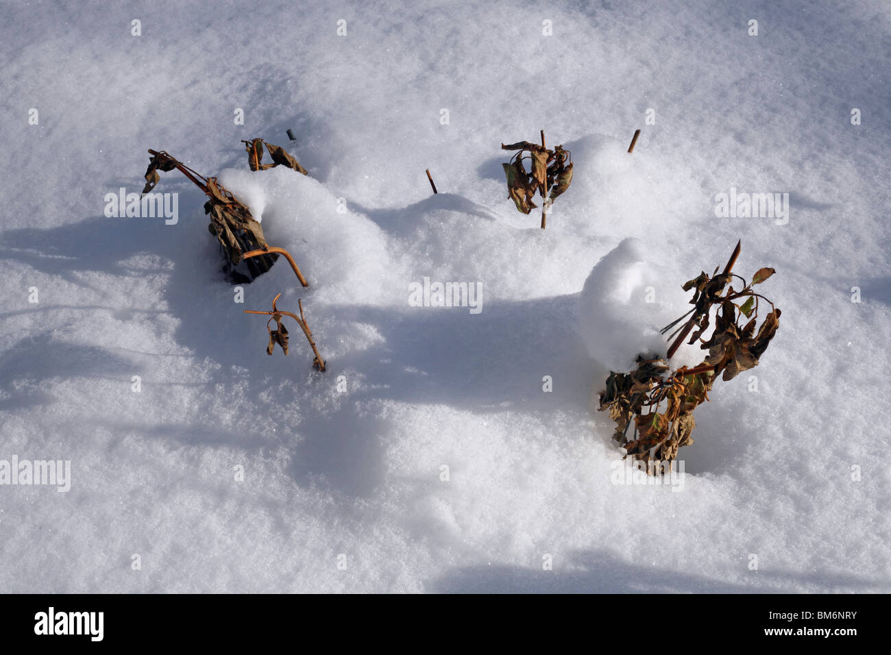 Plants Covered In Snow Stock Photo - Alamy
