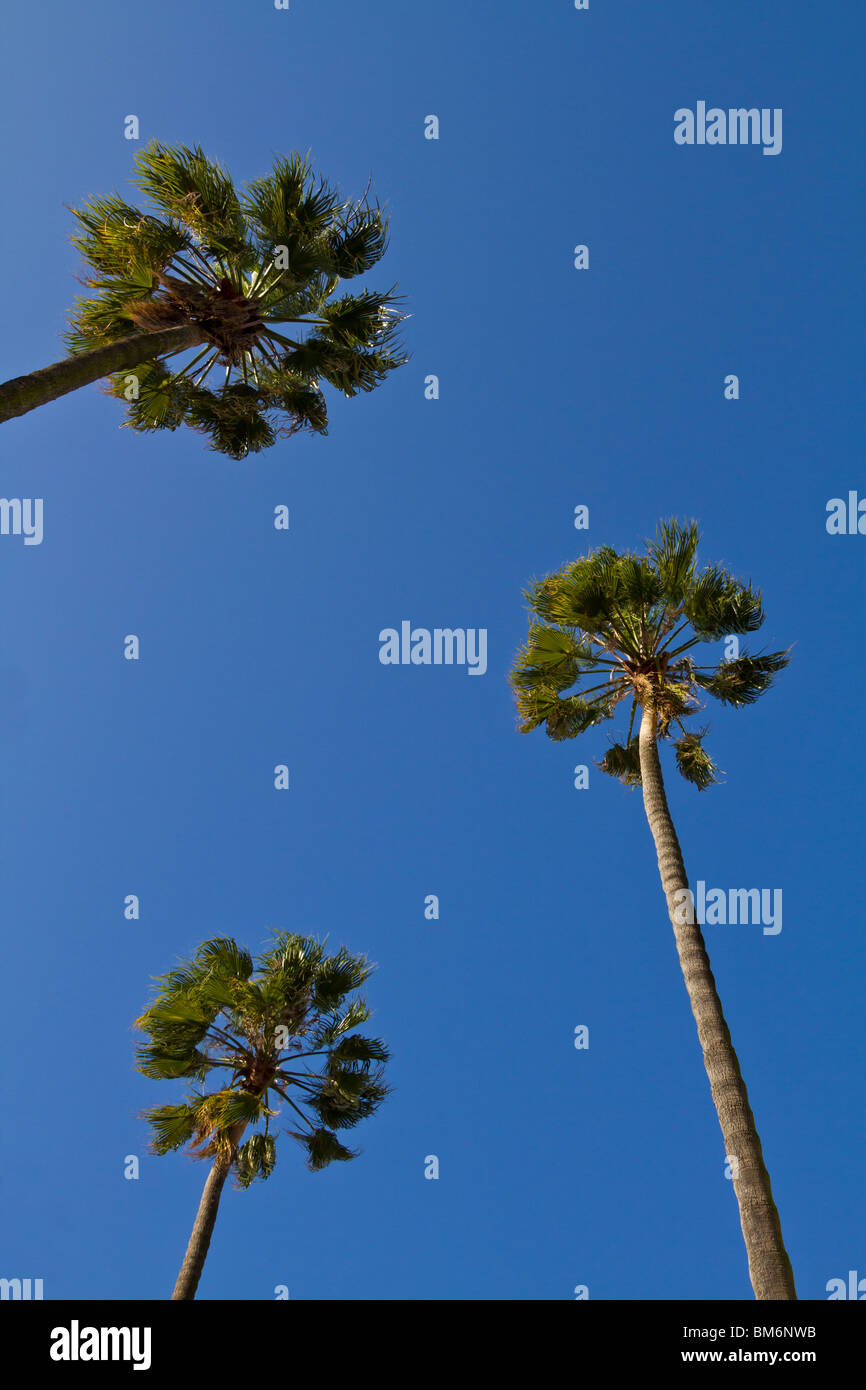 3 palm trees hi-res stock photography and images - Alamy