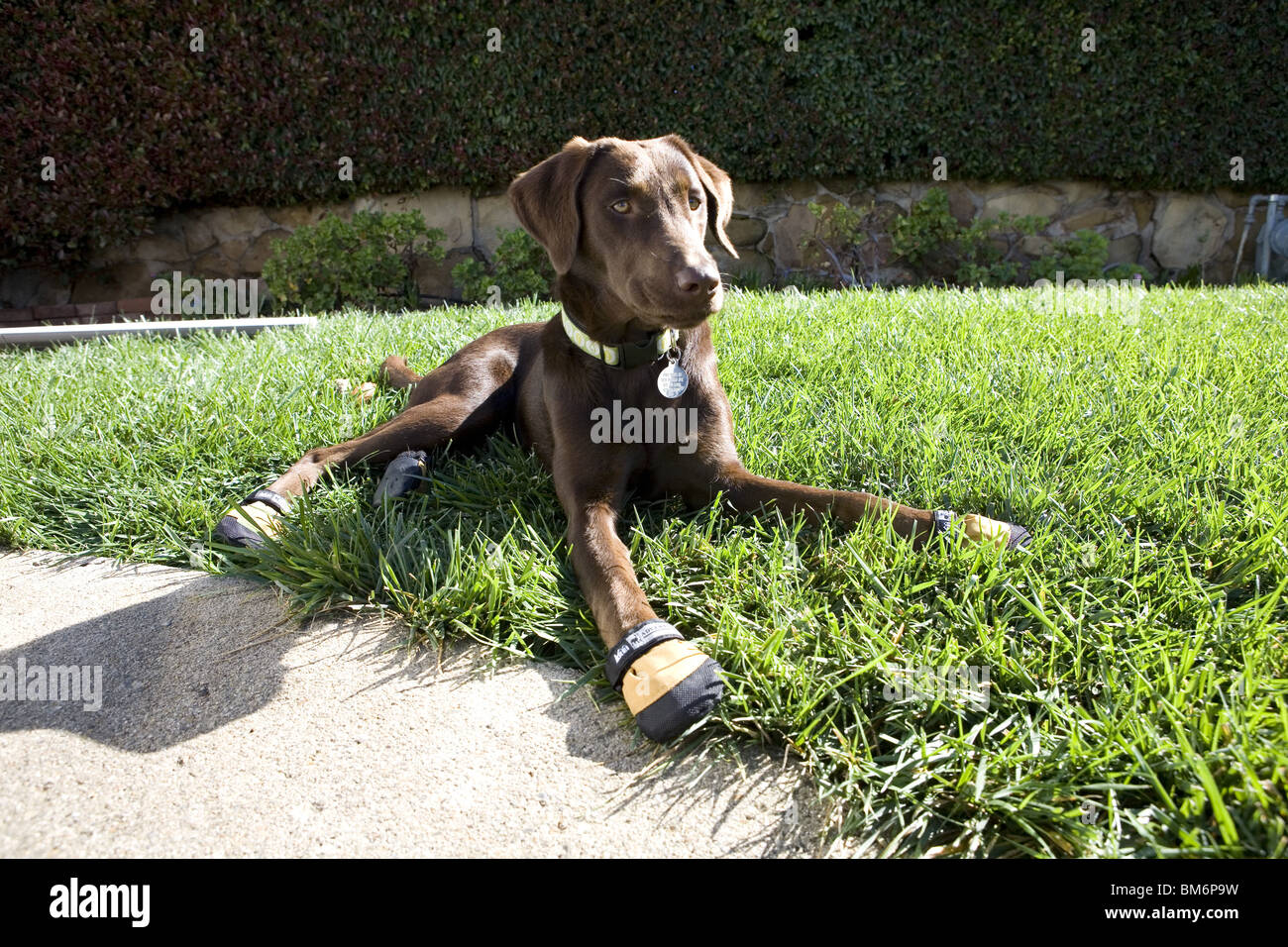 Chocolate Lab with adventure gear Stock Photo - Alamy