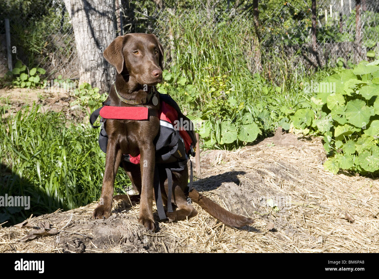 Chocolate Labrador with adventure gear Stock Photo - Alamy