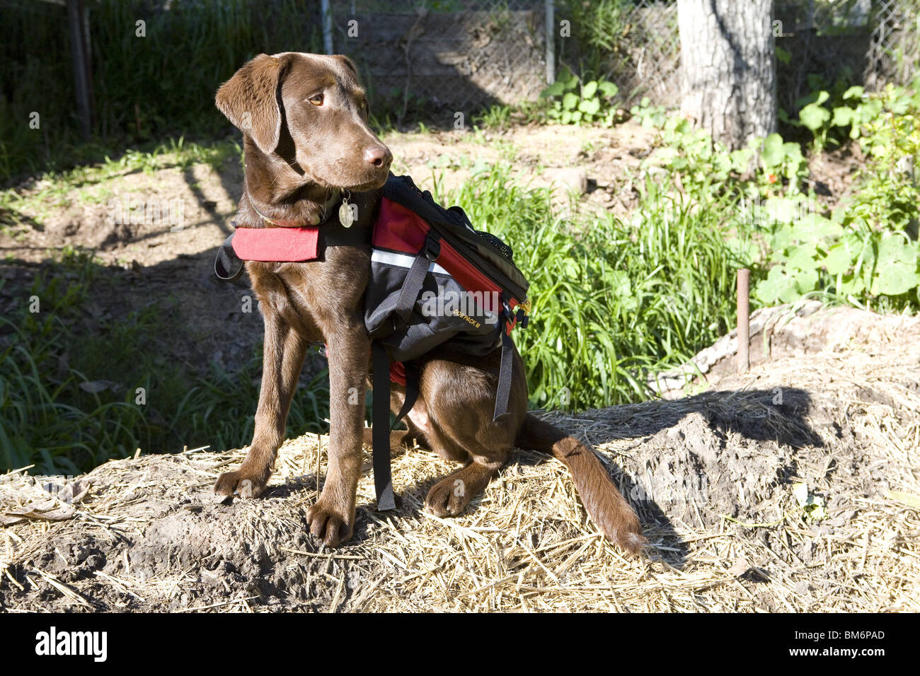 Chocolate Labrador with adventure gear Stock Photo - Alamy
