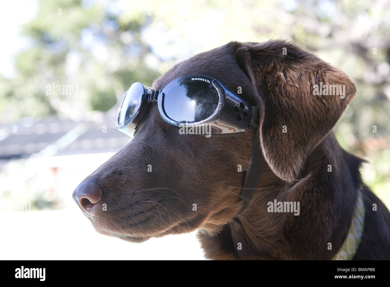 Chocolate Lab with adventure gear Stock Photo - Alamy