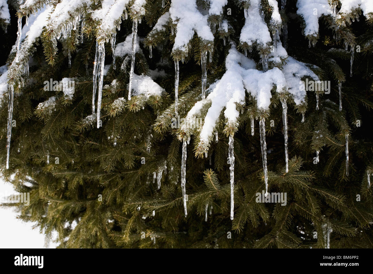 Heavy snow covering pine tree hi-res stock photography and images - Alamy