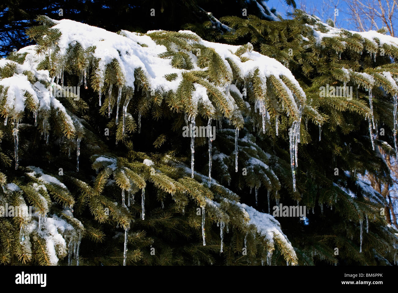 Pine Tree Covered In Snow And Icicles Stock Photo - Alamy