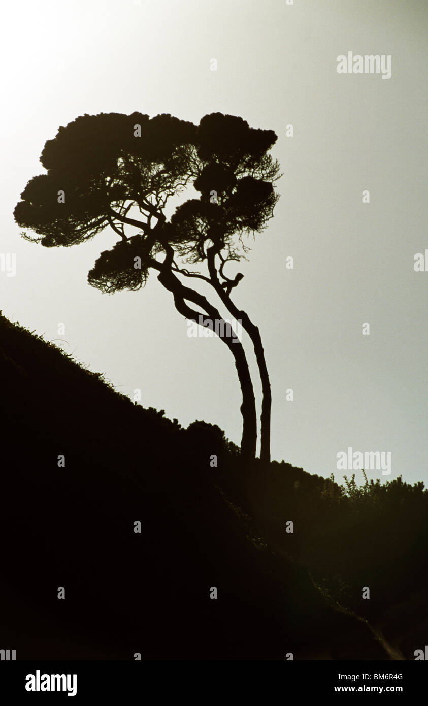 Strong wind trees people hi-res stock photography and images - Alamy