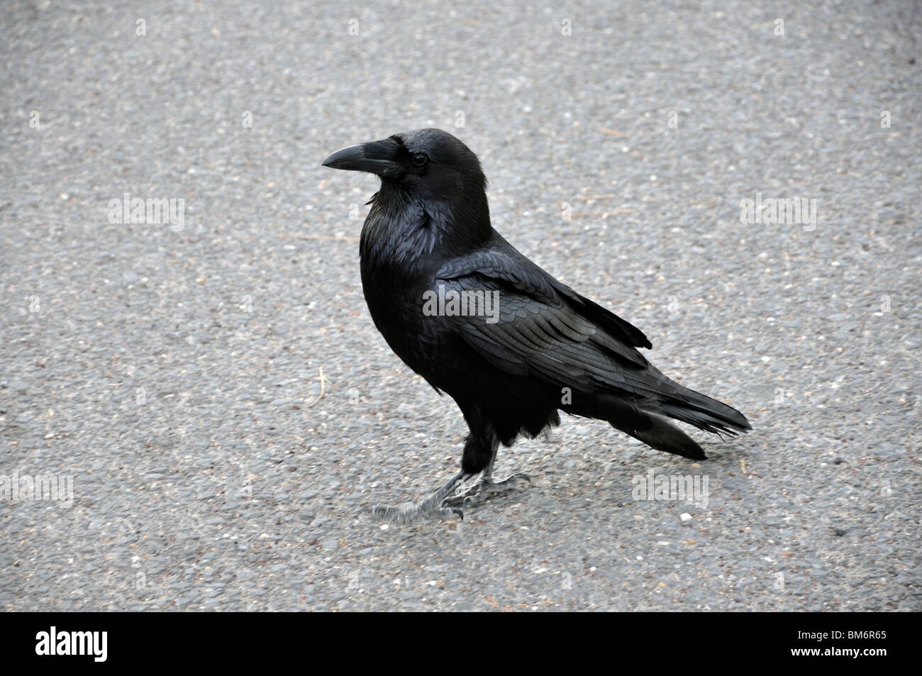 Common raven (corvus corax), Grand Canyon, Arizona, USA Stock Photo - Alamy