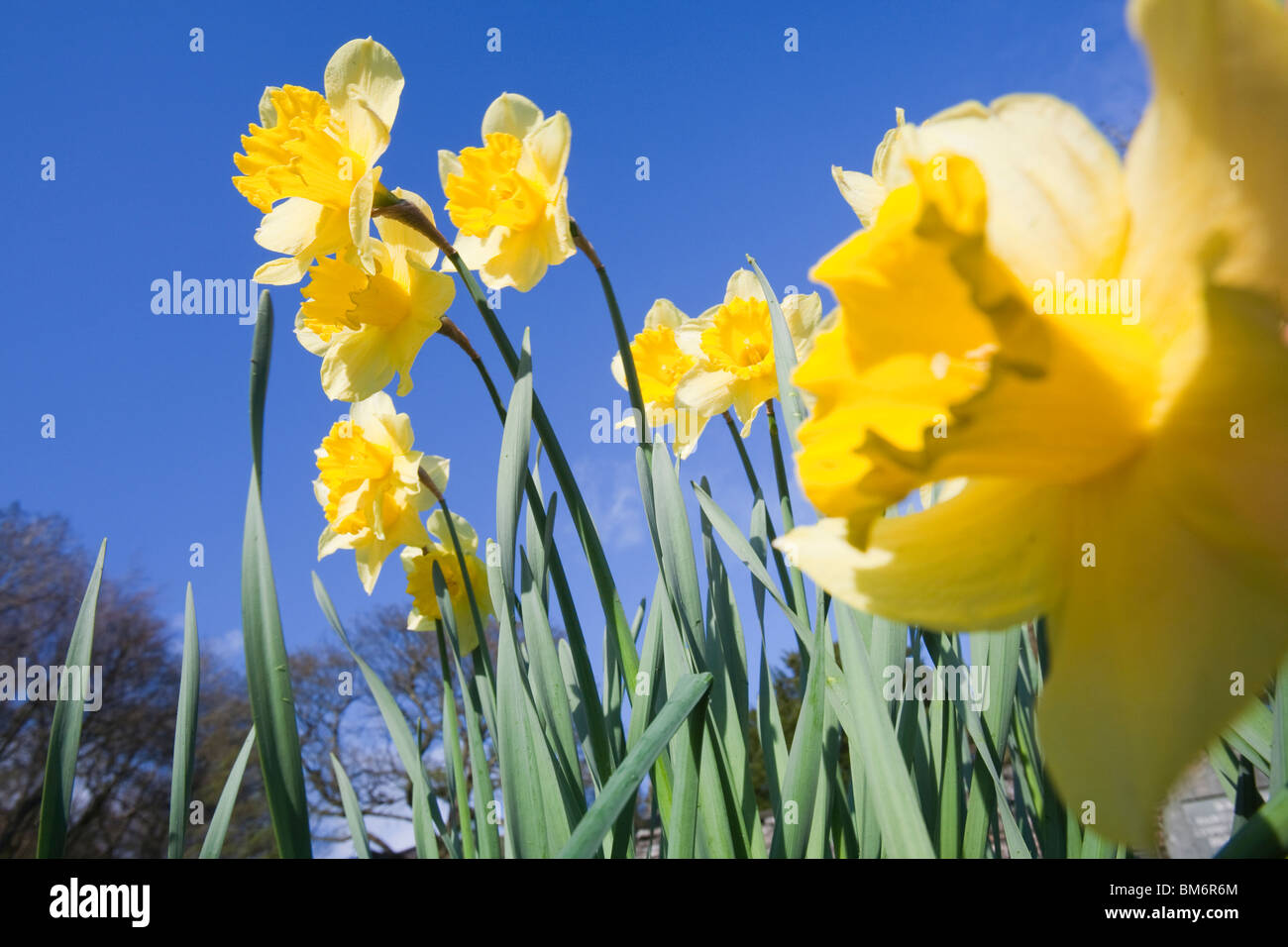 Spring flowers uk hi-res stock photography and images - Alamy