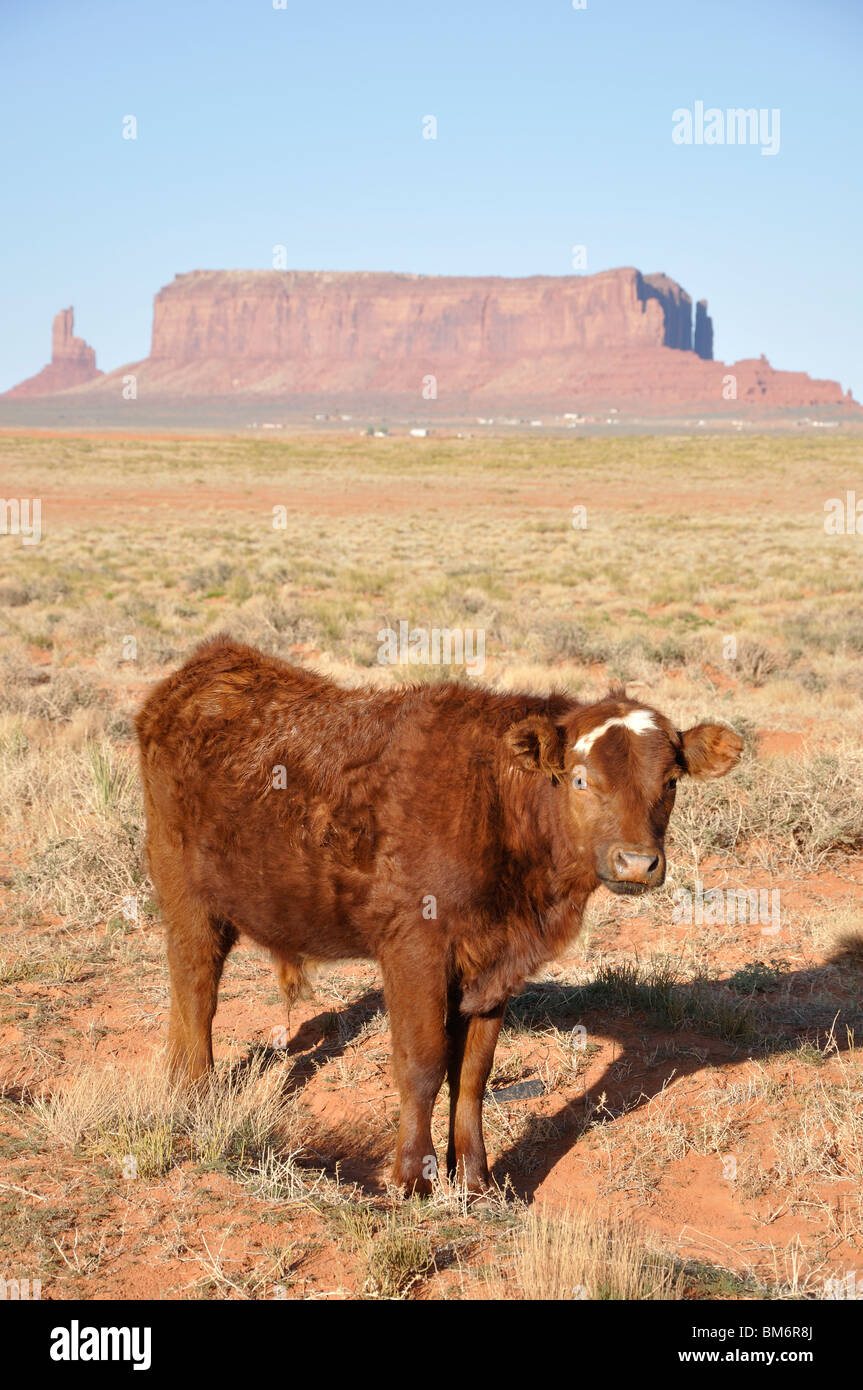 Cow cows monument valley hi-res stock photography and images - Alamy