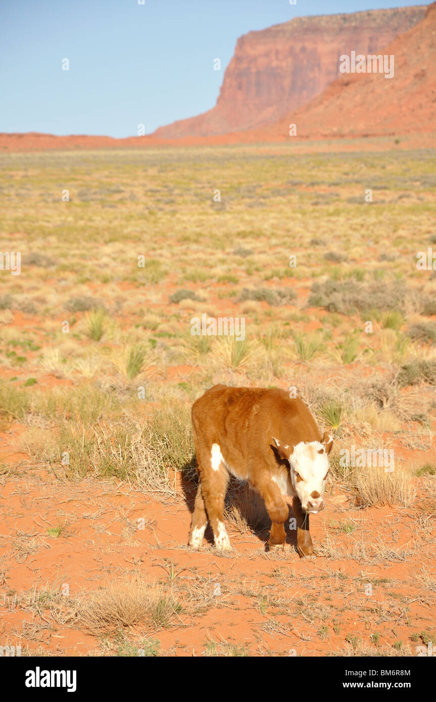 Cow cows monument valley hi-res stock photography and images - Alamy