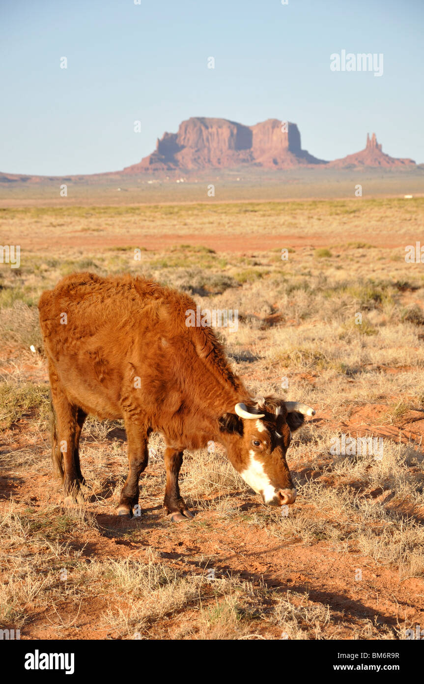 Arizona desert cows hi-res stock photography and images - Alamy