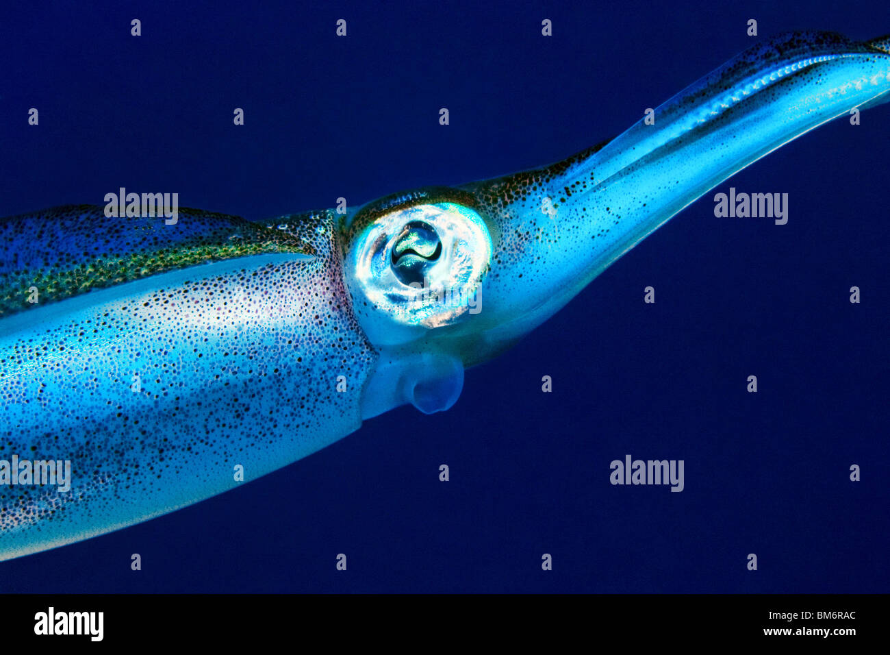 detail of bigfin reef squid Stock Photo - Alamy