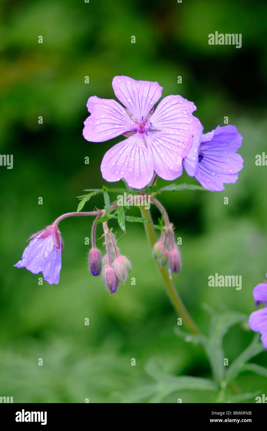 Purple hardy geranium flower hi-res stock photography and images - Alamy