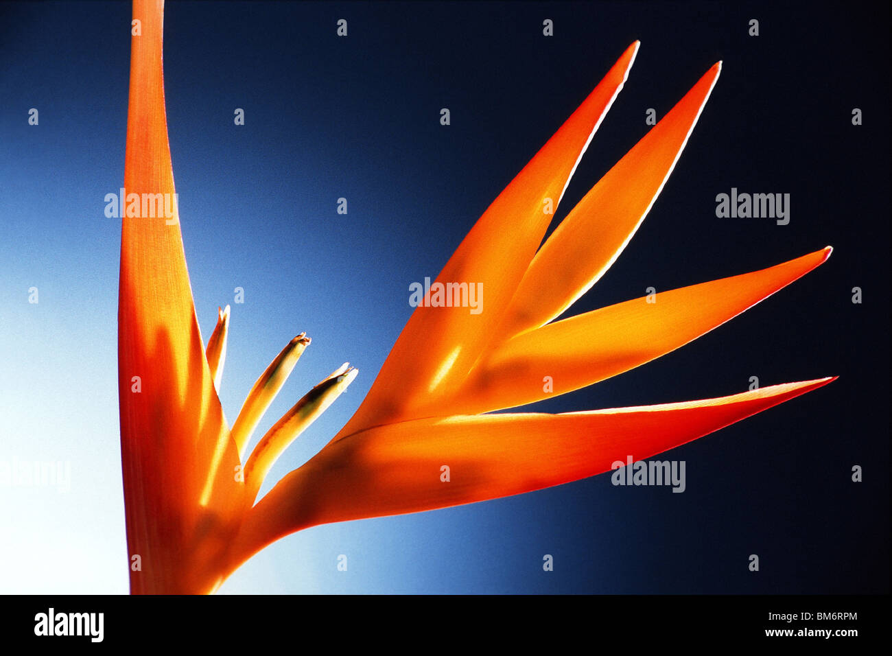 detail of yellow heliconia Stock Photo - Alamy