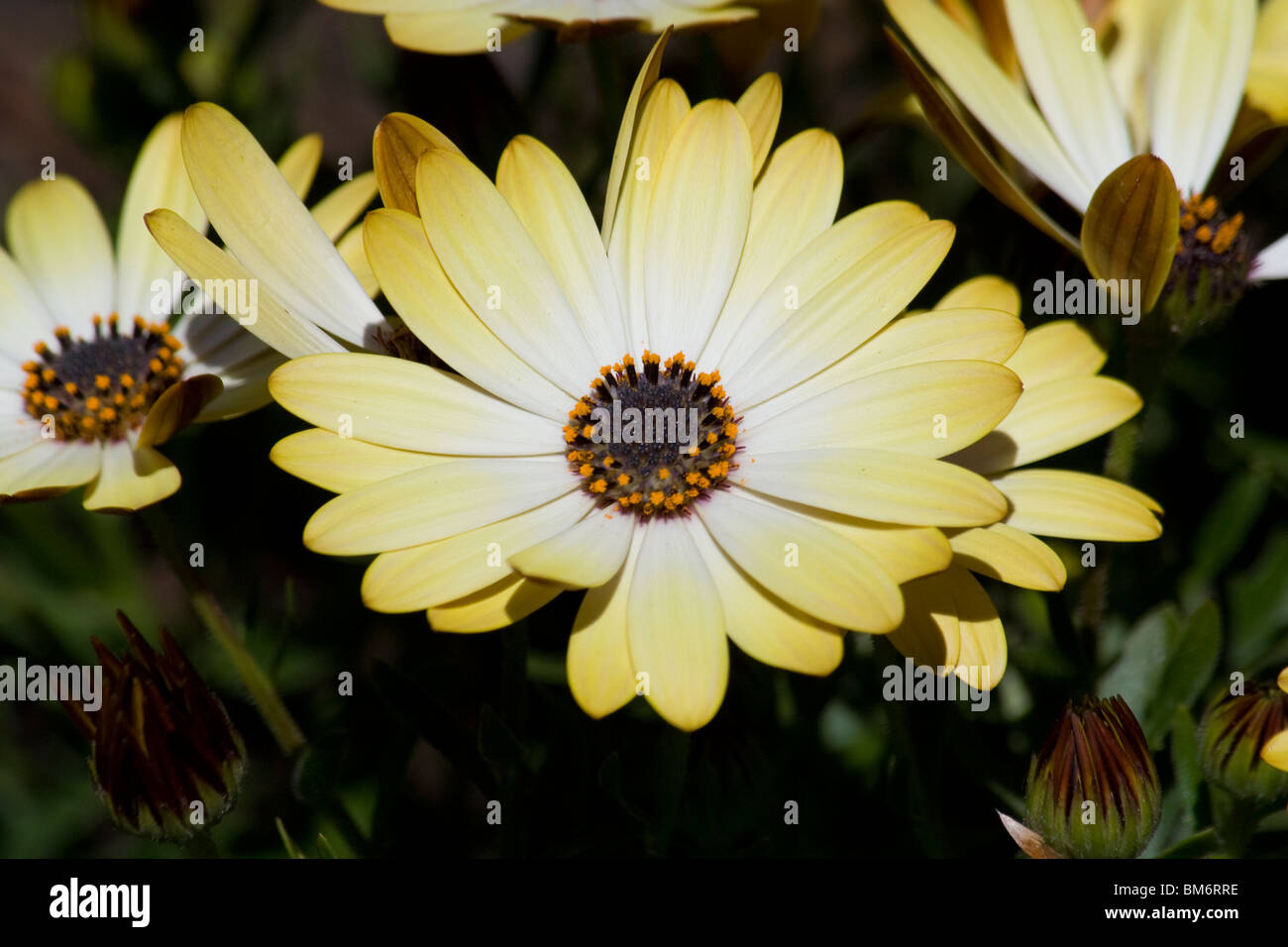 Unique daisy hi-res stock photography and images - Alamy