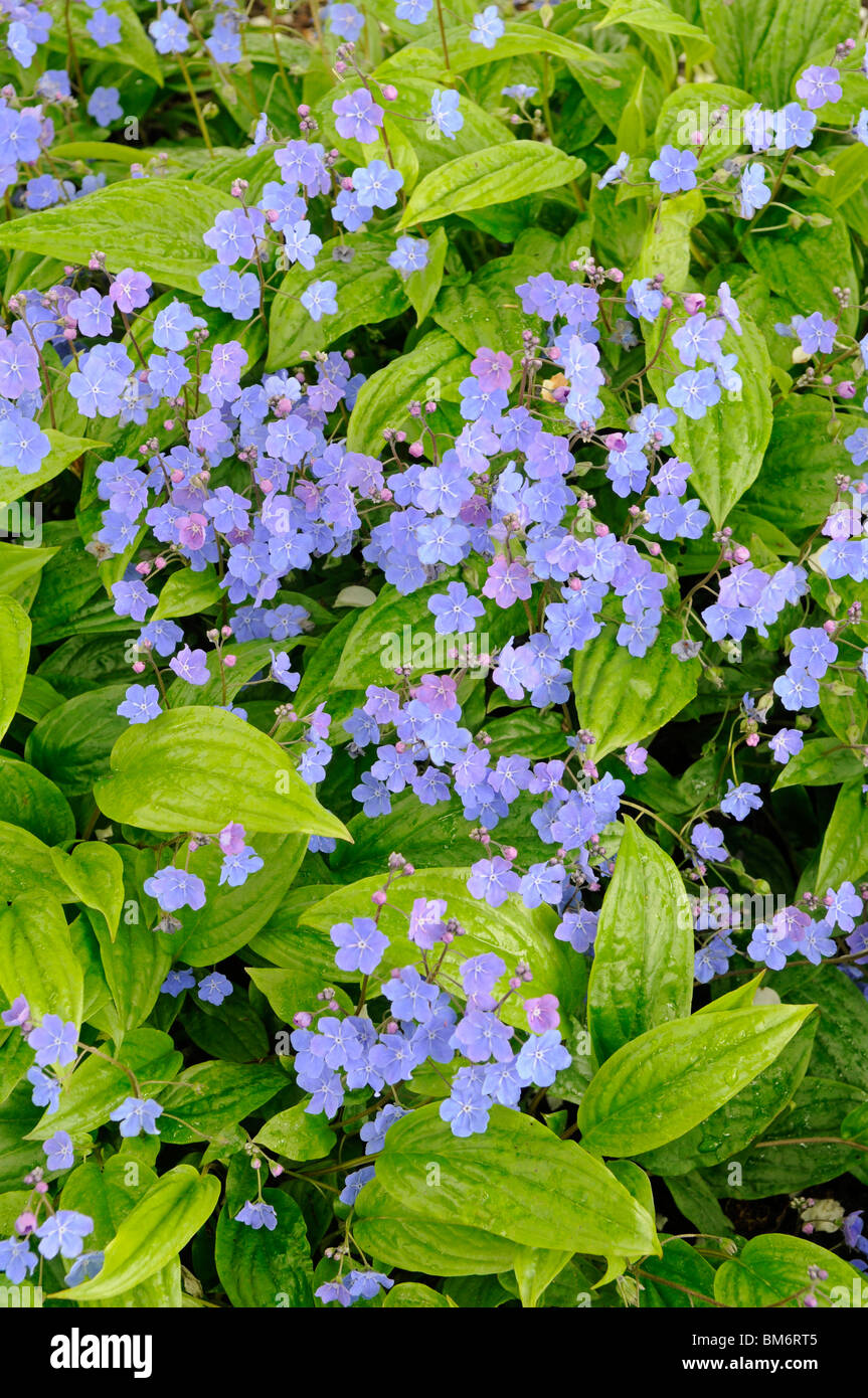 Navel wort hi-res stock photography and images - Alamy