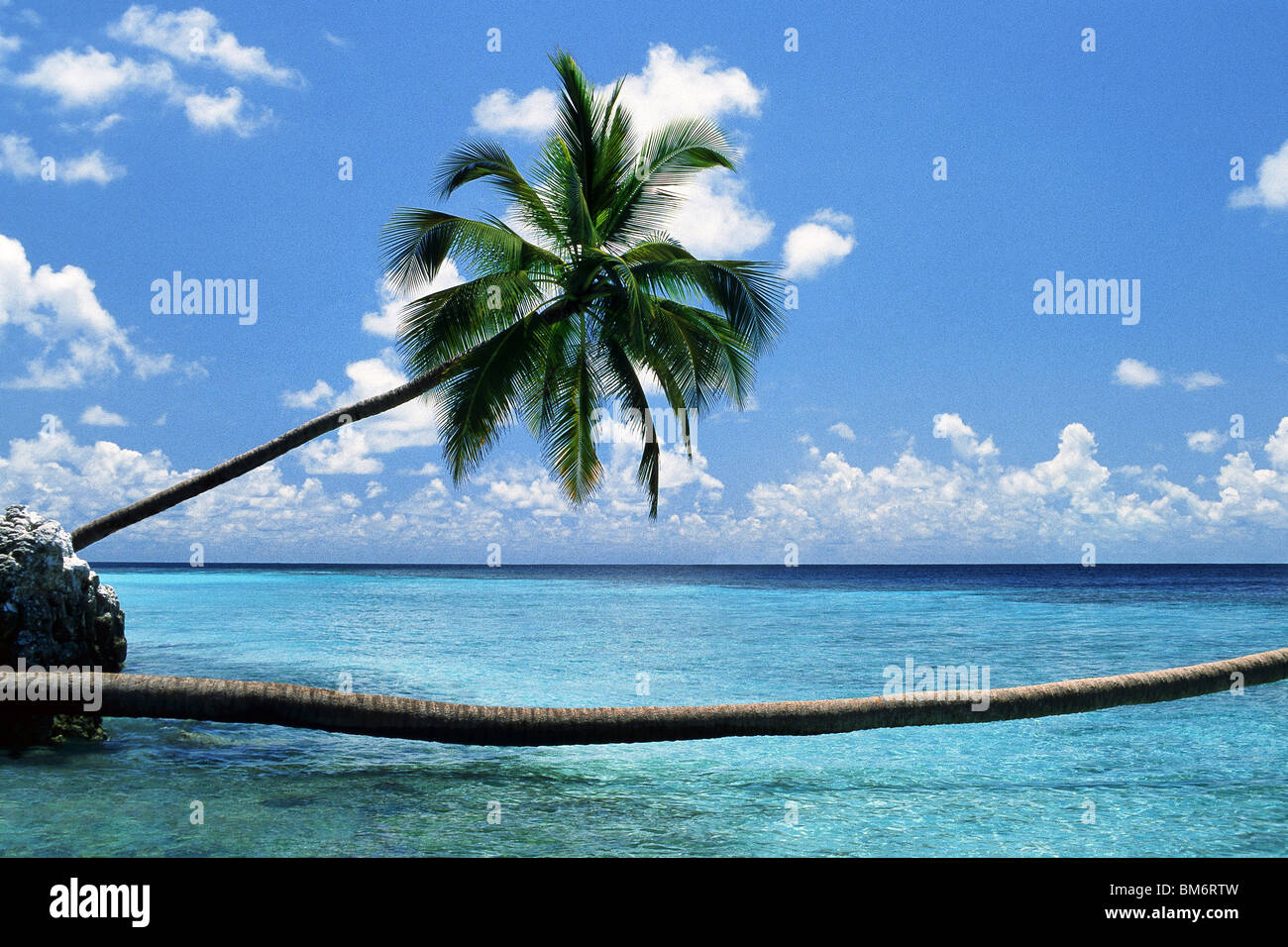 palm trees - Maldives Stock Photo - Alamy