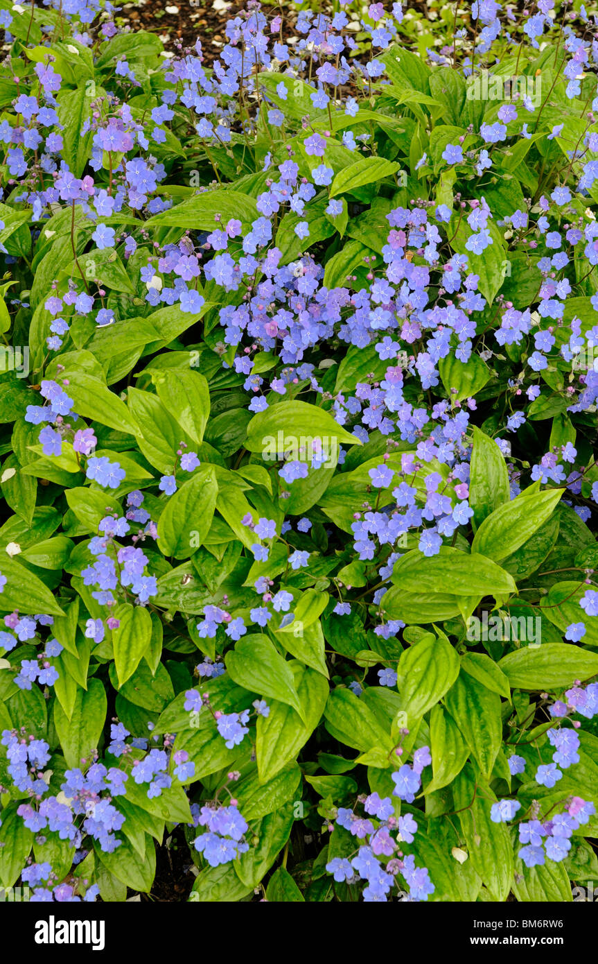 Navel wort hi-res stock photography and images - Alamy