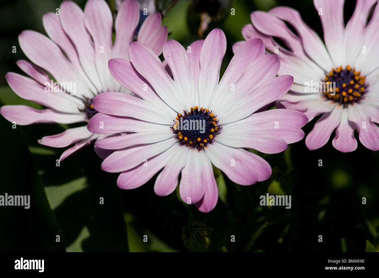 Sunny Victoria. African Daisy. Chicago Botanic Garden Stock Photo - Alamy