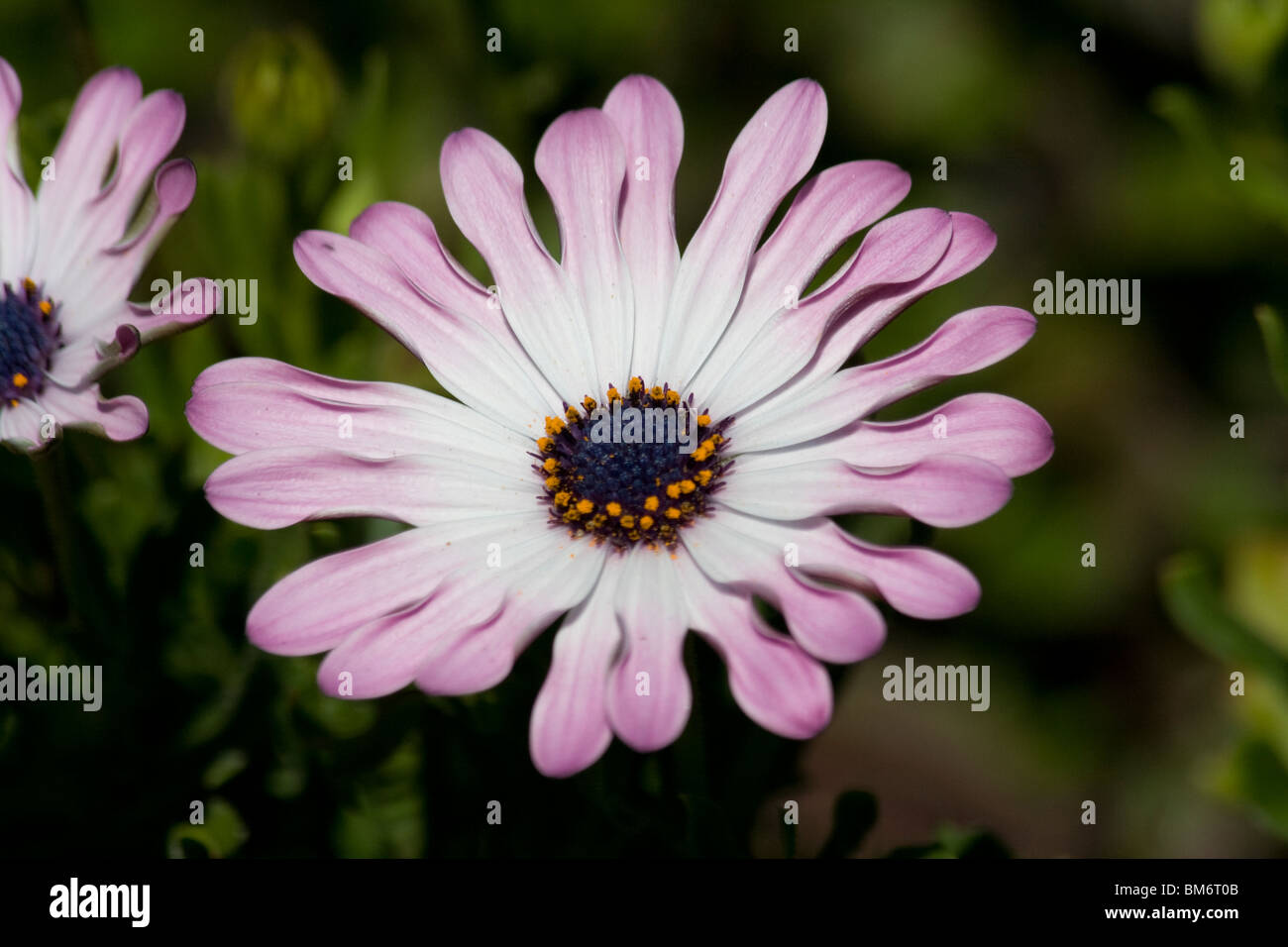 Digital Daisy High Resolution Stock Photography and Images - Alamy