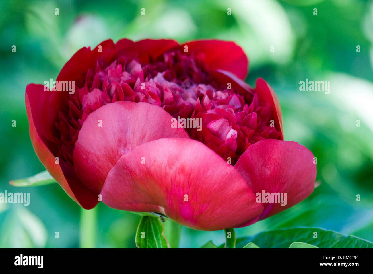 Red paeonia hi-res stock photography and images - Alamy