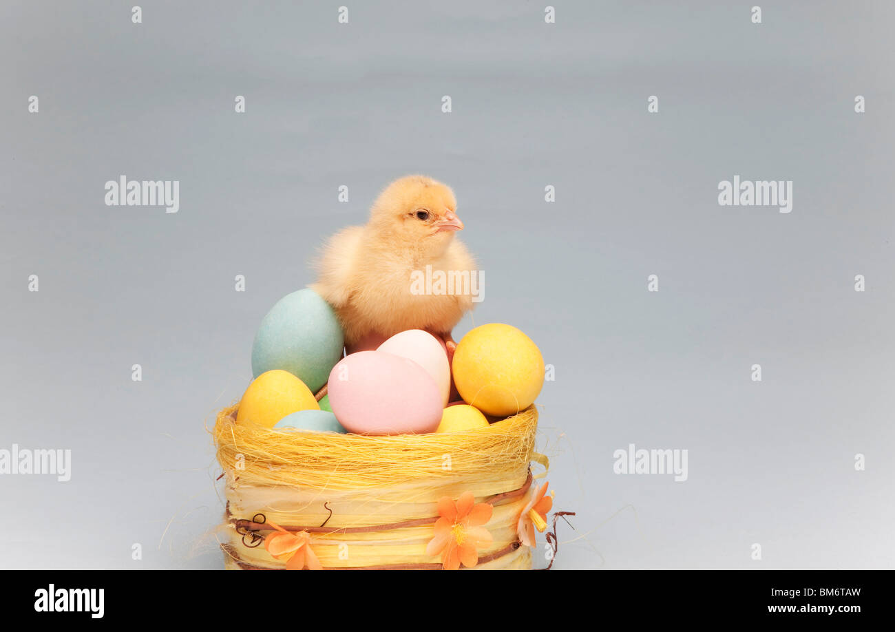 Easter chicken and Easter egg Stock Photo - Alamy
