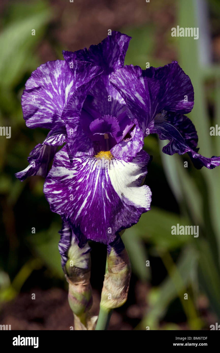 The Border Bearded Iris 'Batik' flower. Chicago Botanic Garden Stock ...
