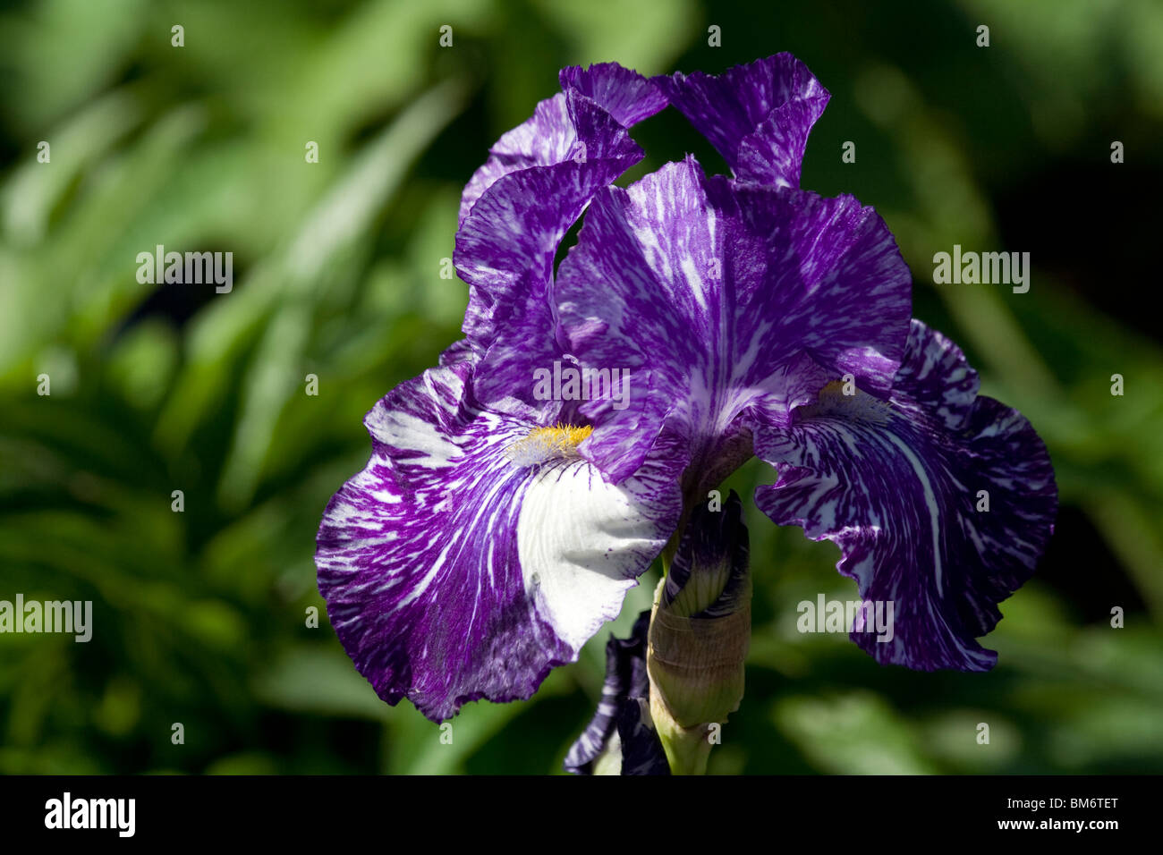 The Border Bearded Iris 'Batik' flower. Chicago Botanic Garden Stock ...
