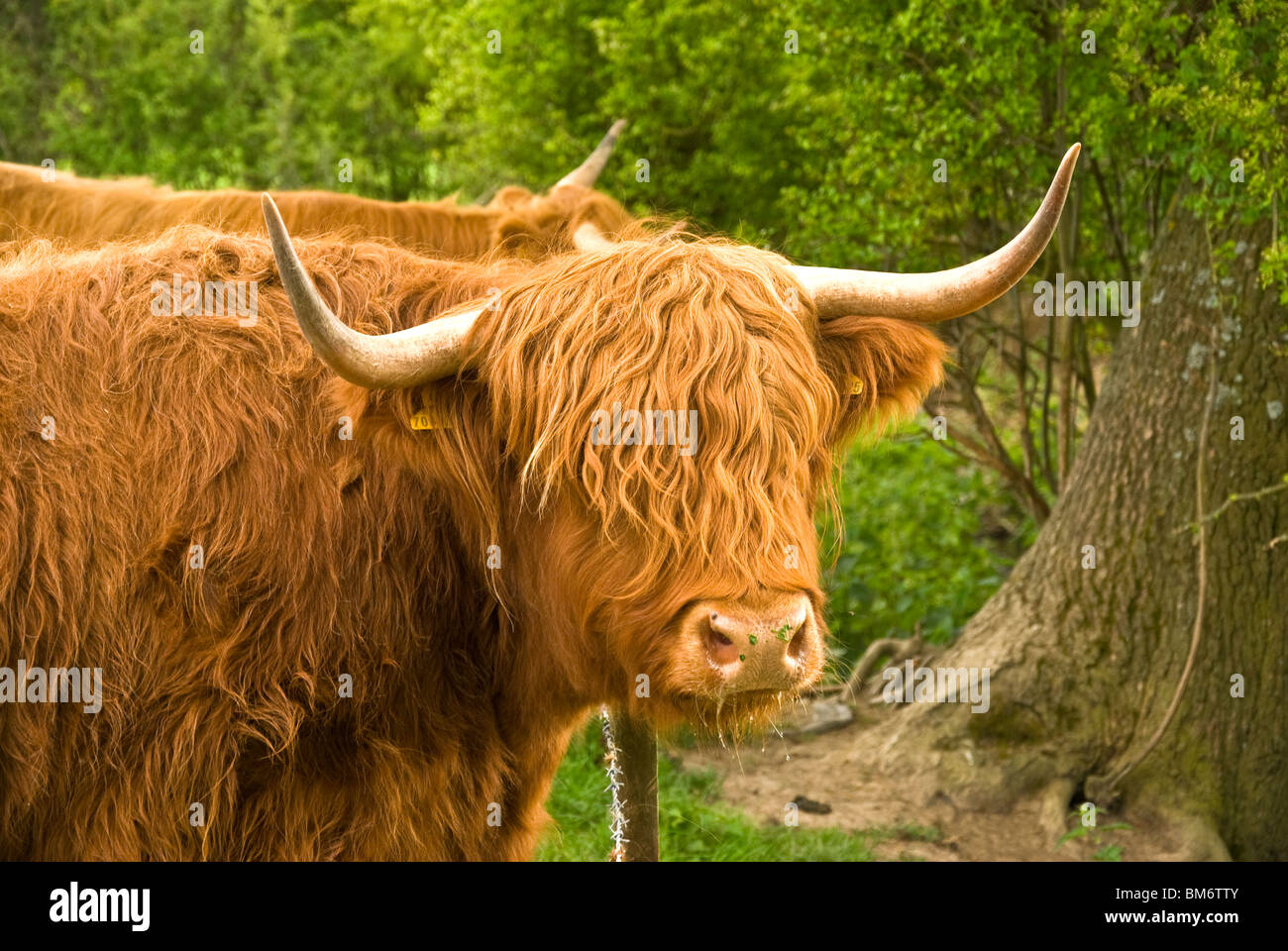 Wet highland cattle hi-res stock photography and images - Alamy
