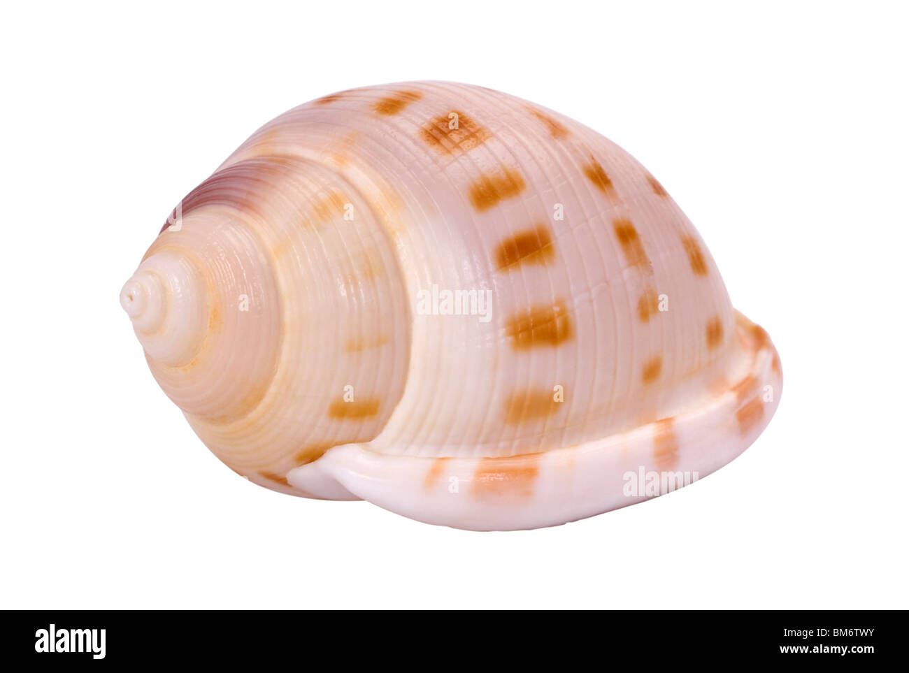 Close-up of a conch shell Stock Photo - Alamy