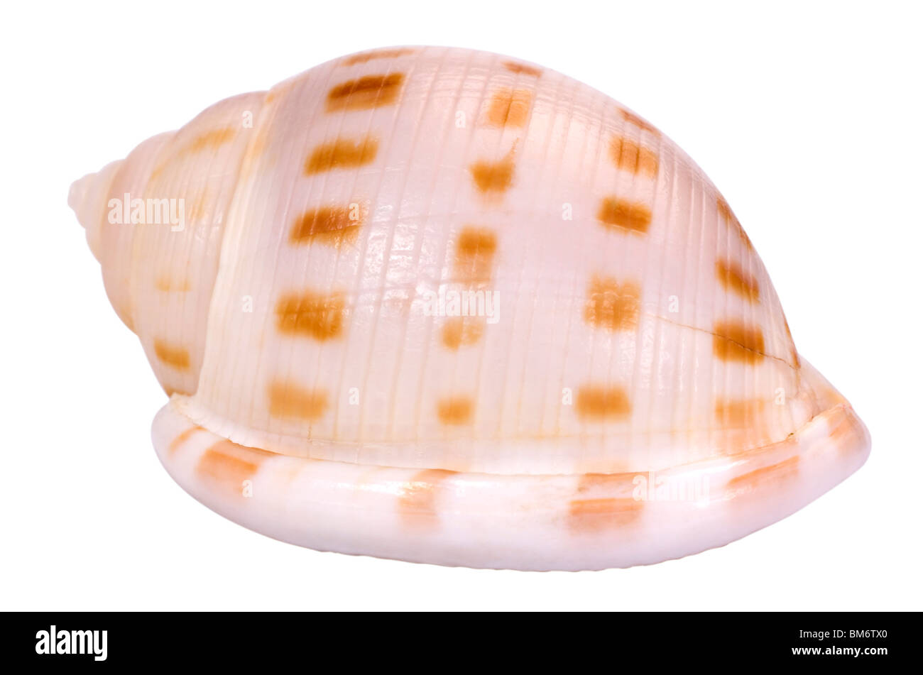 Close-up of a conch shell Stock Photo - Alamy