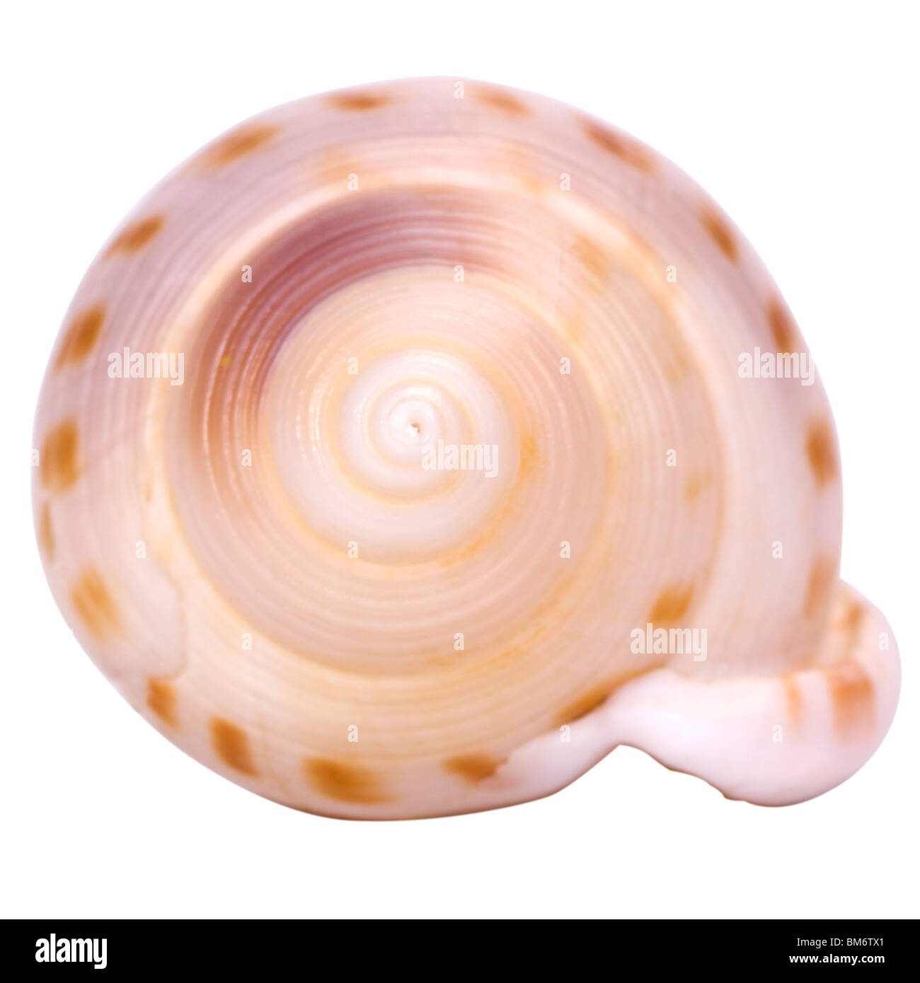 Close-up of a conch shell Stock Photo - Alamy