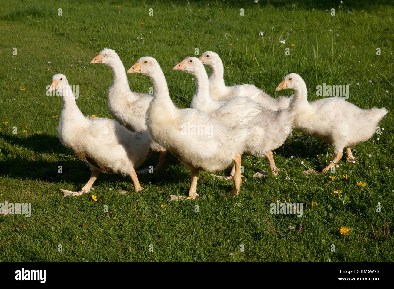 White Embden domestic geese, Hampshire, England Stock Photo - Alamy