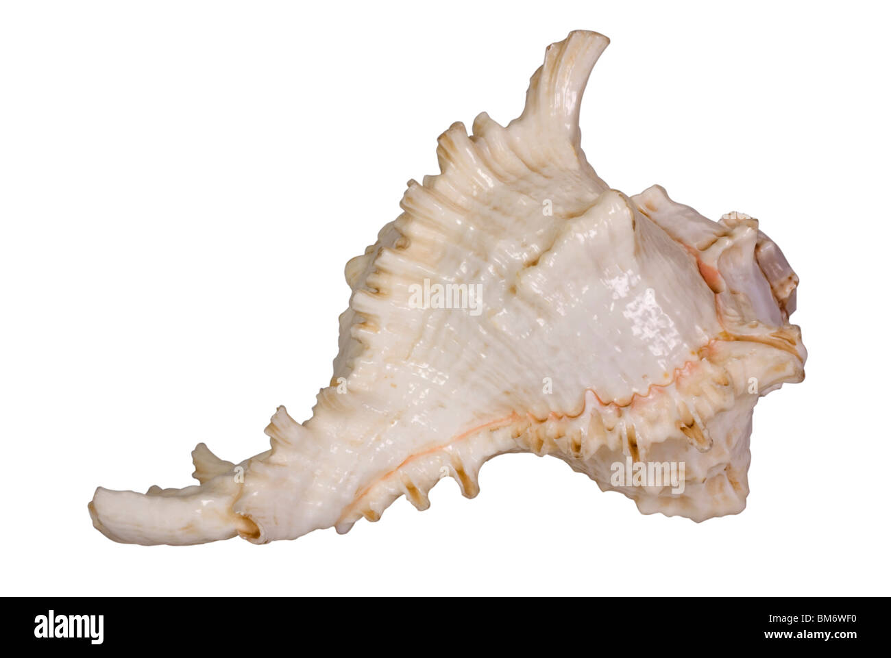 Conch shape Cut Out Stock Images & Pictures - Alamy