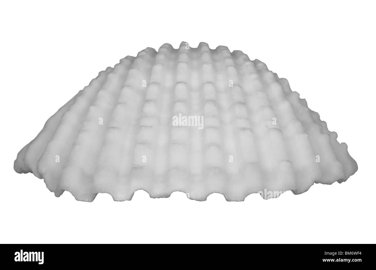 A single shell Black and White Stock Photos & Images - Alamy