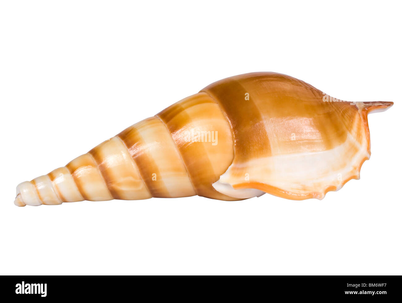 Close-up of a conch shell Stock Photo - Alamy