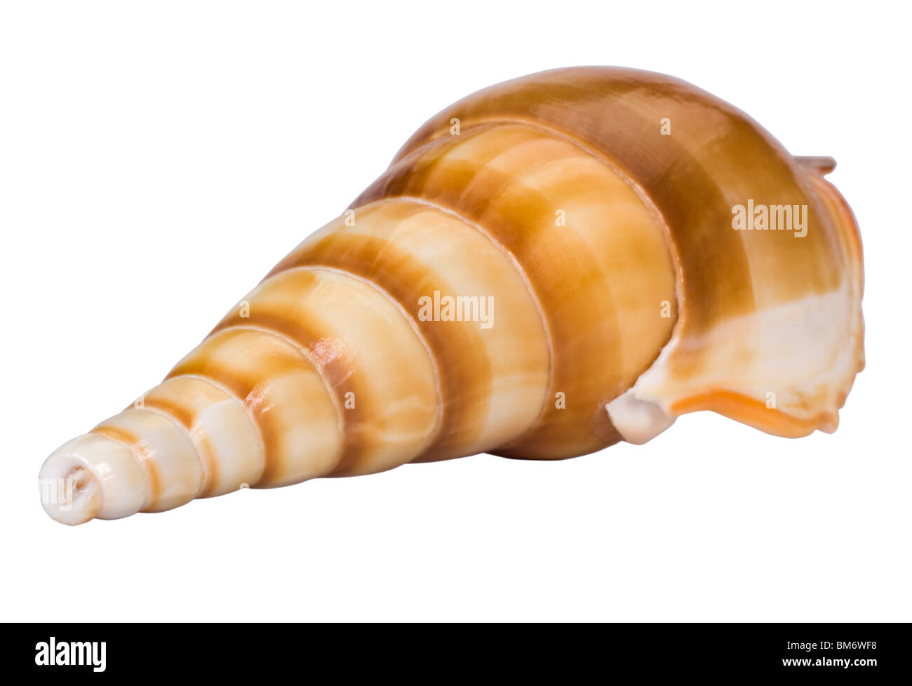 Close-up of a conch shell Stock Photo - Alamy