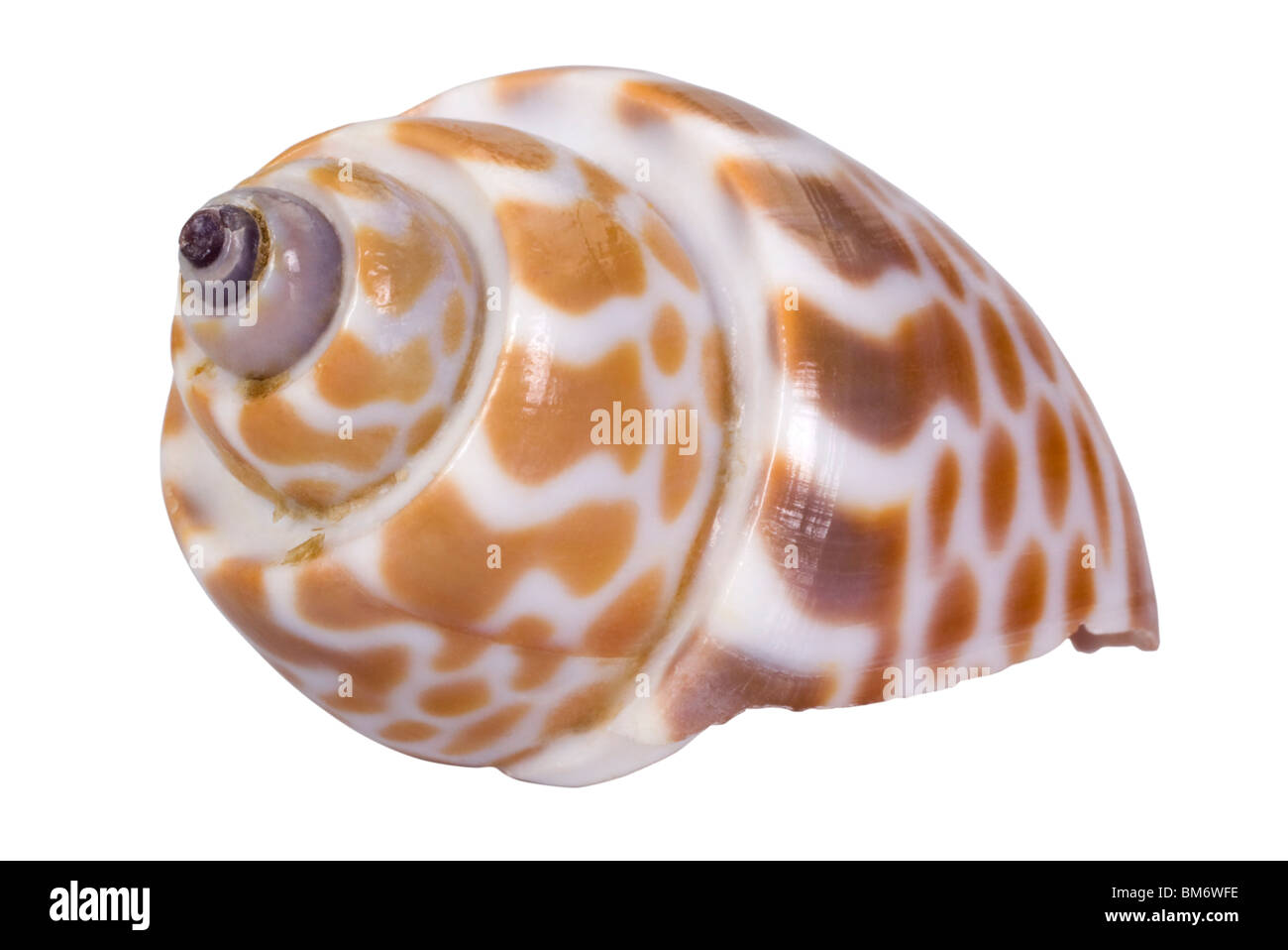 Conch shape Cut Out Stock Images & Pictures - Alamy