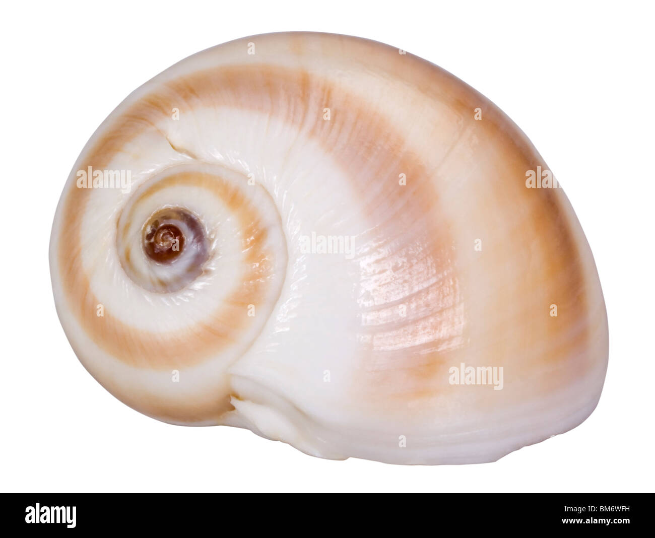 Close-up of a conch shell Stock Photo - Alamy