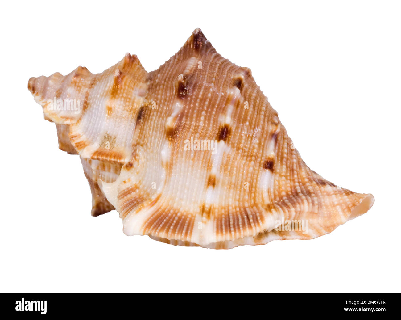 Close-up of a conch shell Stock Photo - Alamy