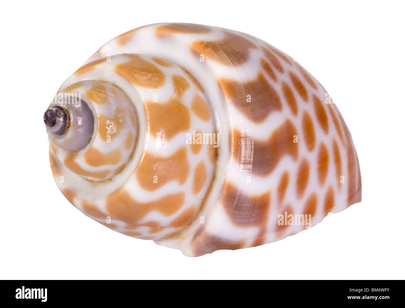 Close-up of a conch shell Stock Photo - Alamy